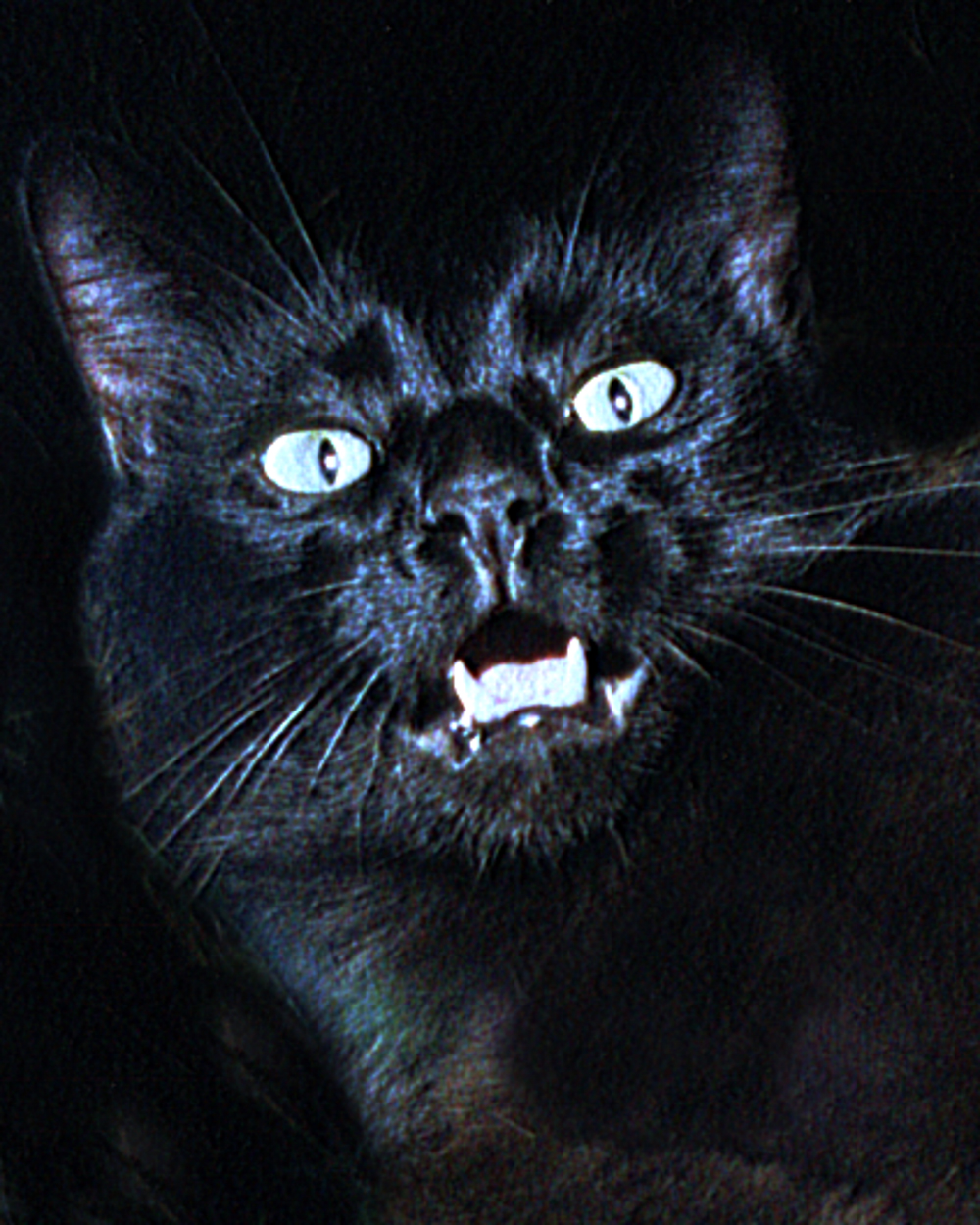 Winkie's Kitty Cat Blog: "Some Of The Cute and Crazy Kitty Cats of "The ...