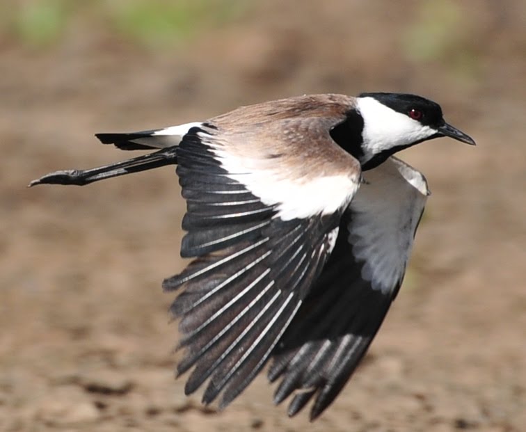 One more time with feeling: Kenya's Tana Delta