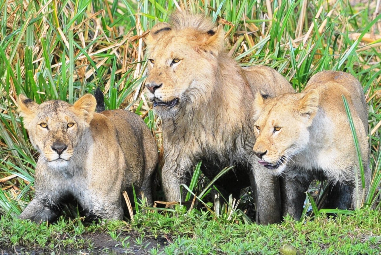 One more time with feeling: Back to the Mara one more time