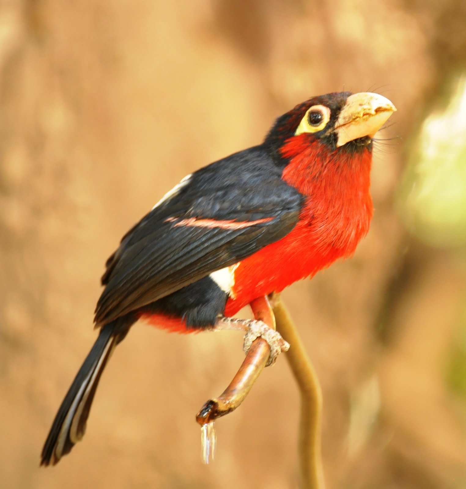 One more time with feeling: Back to the Mara one more time