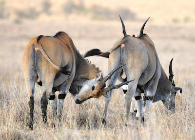 One more time with feeling: Back to the Mara one more time