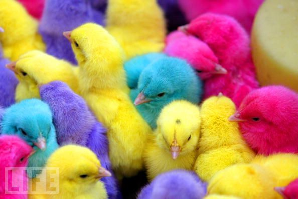 Chickepedia: New baby chicks