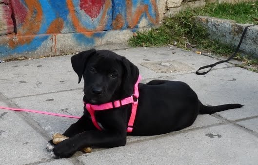 ΗΜΙΑΙΜΑ ΛΑΜΠΡΑΝΤΟΡ