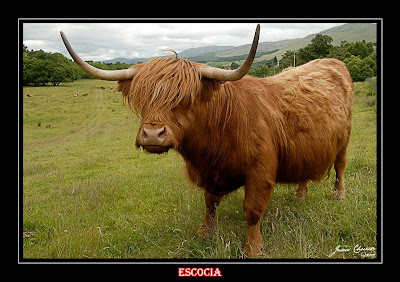 mundo fotográfico y más: Vaca