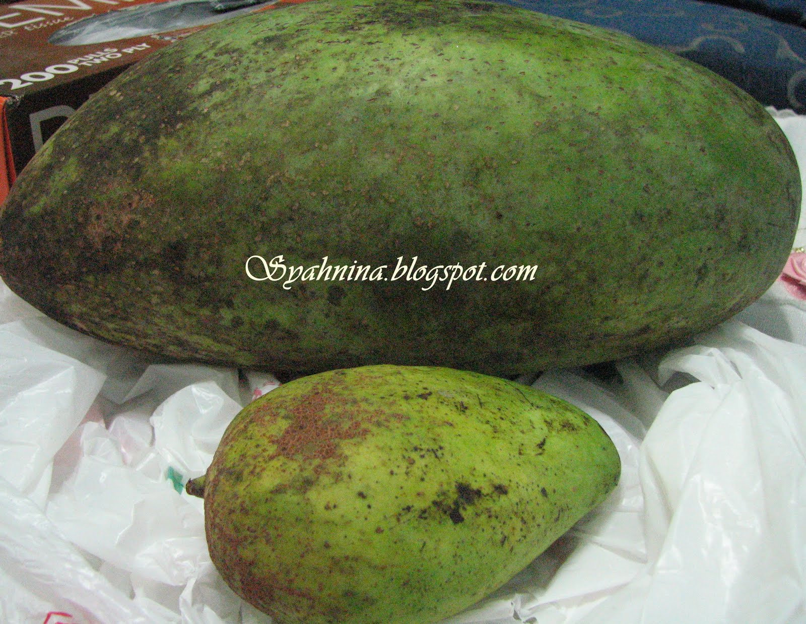 Suka duka kehidupan, Pahit dan Manis Kenangan: Mangga@Pelam@ Mempelam