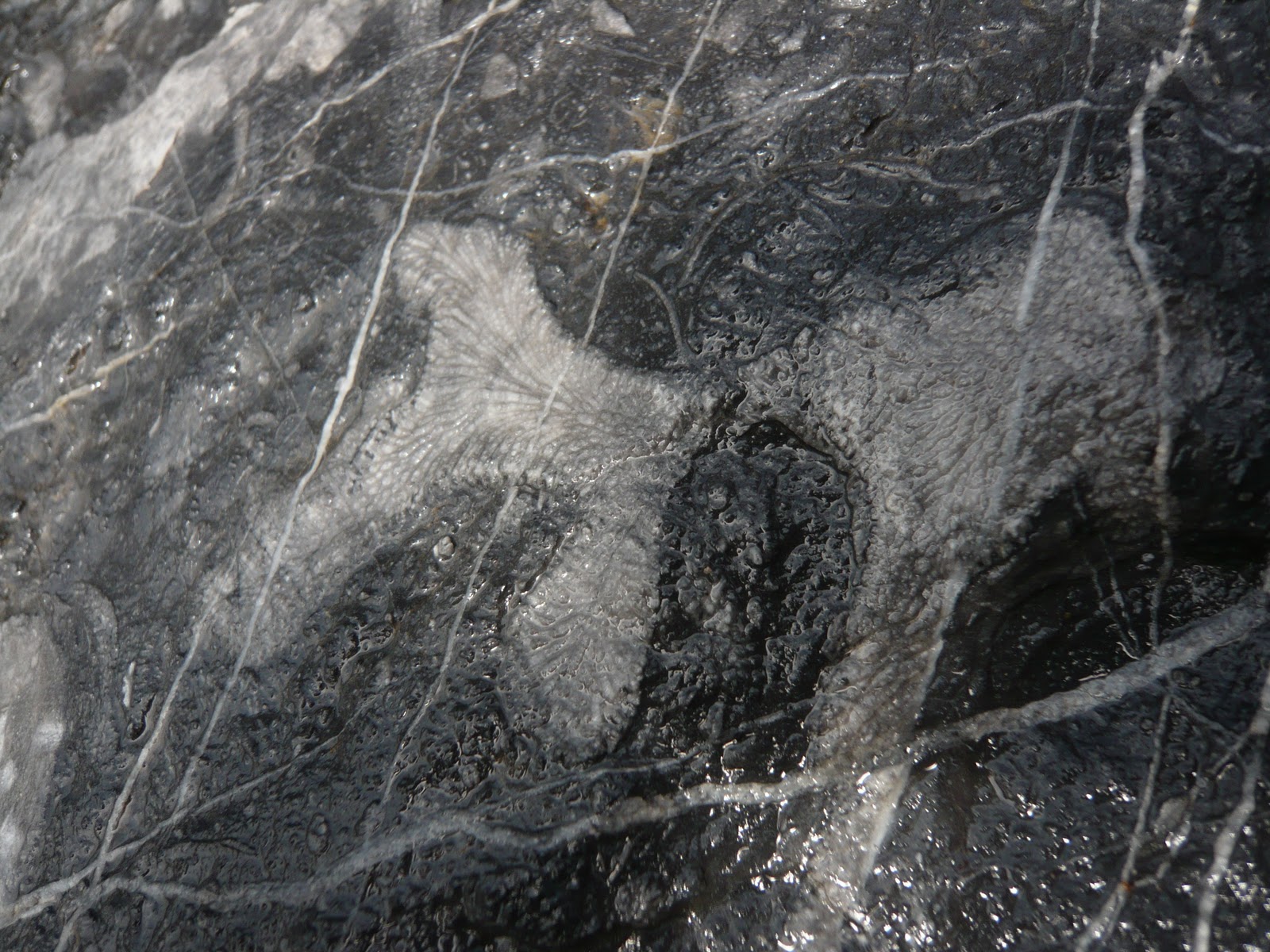 part-time Naturalist: Dartmoor Study Tour: Torquay / Torbay beach survey