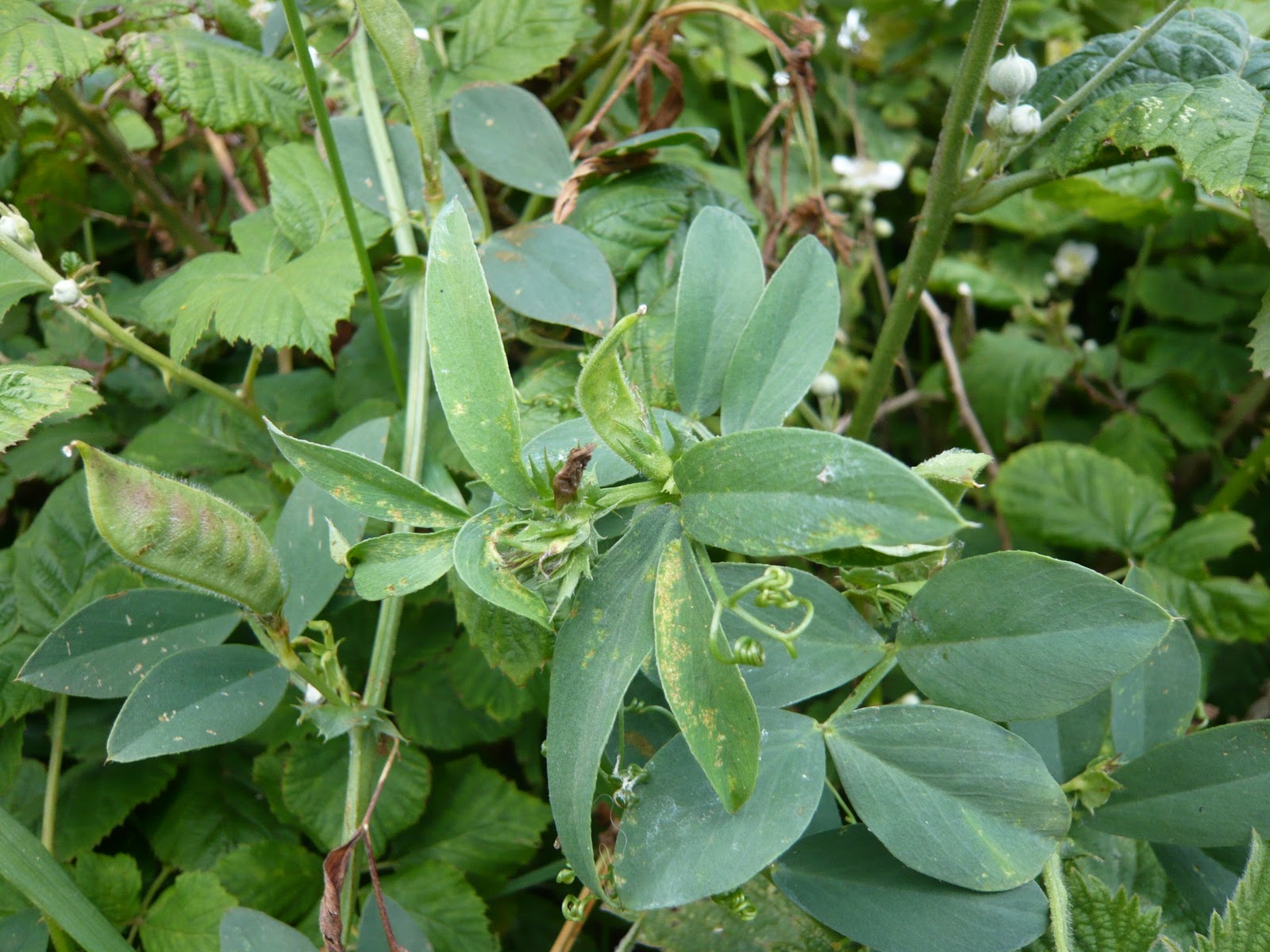 part-time Naturalist: June 2009