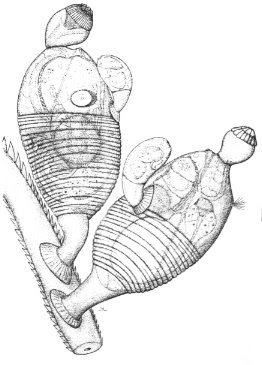 alquimiayciencias: Symbion Pandora