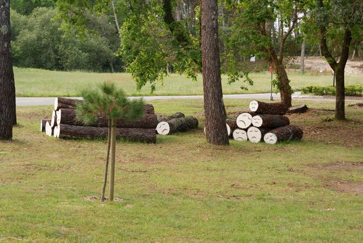 LUCKY LEFT HAND: 20 Poor Little Trees