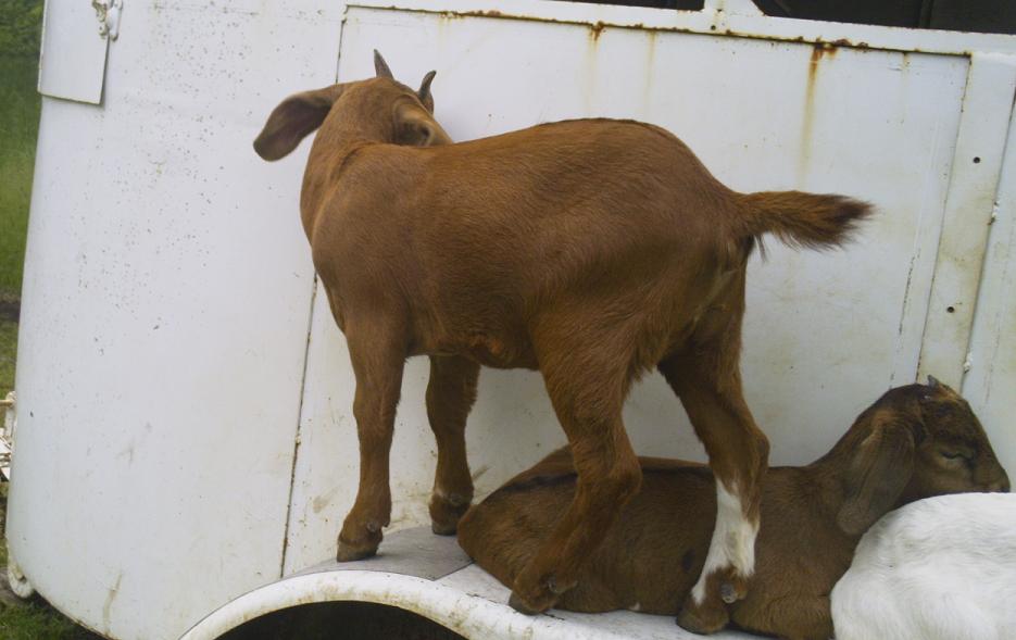 Boer Goat Jumping