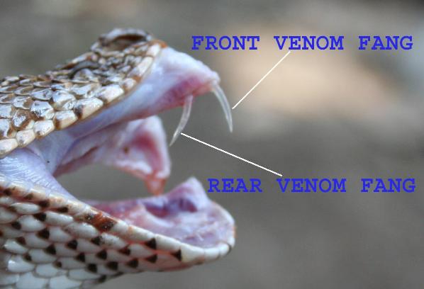 Wild Animals Of India: Russell's viper