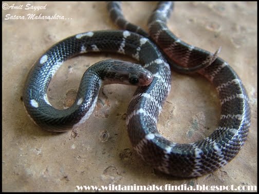 Wild Animals Of India: Common Krait