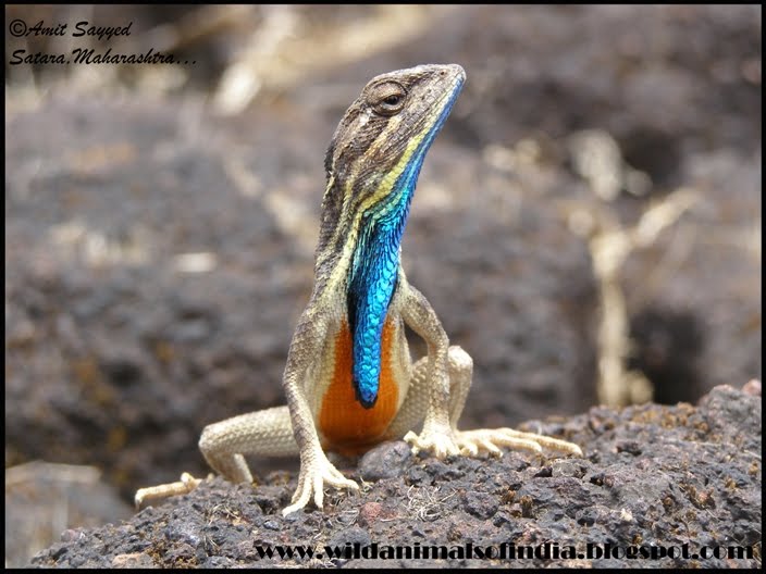 Wild Animals Of India: Fan-throated lizard