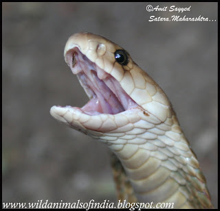 Wild Animals Of India: Spectacled Cobra