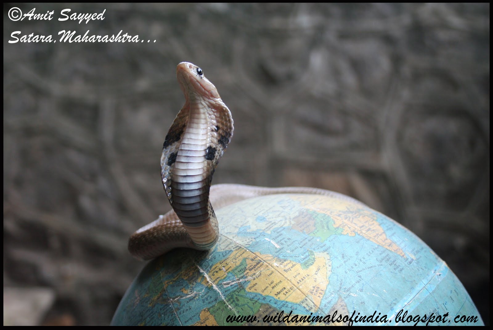Wild Animals Of India: Spectacled Cobra