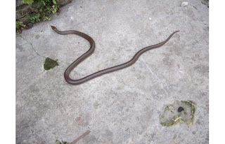 Murloc Shop: Culebra Ratonera (Clelia Rustica)