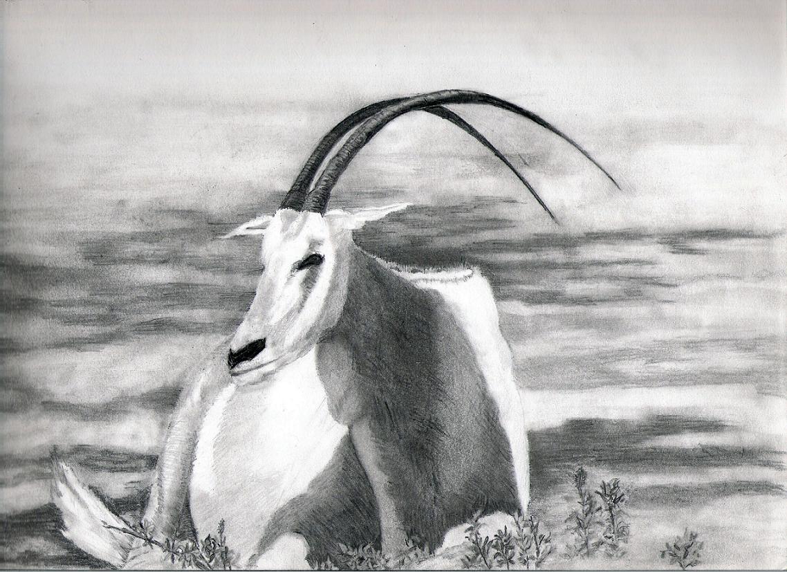 Artwork by Mike Davis: Scimitar Horned Oryx