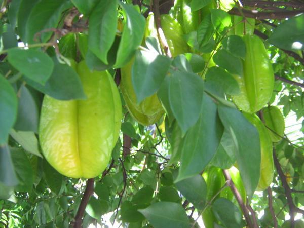 Teratak Honeyz: Belimbing Besi dan Khasiatnya