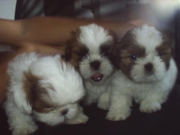 .: Shih-tzu (vendemos filhotes - entre em contato com a gente)