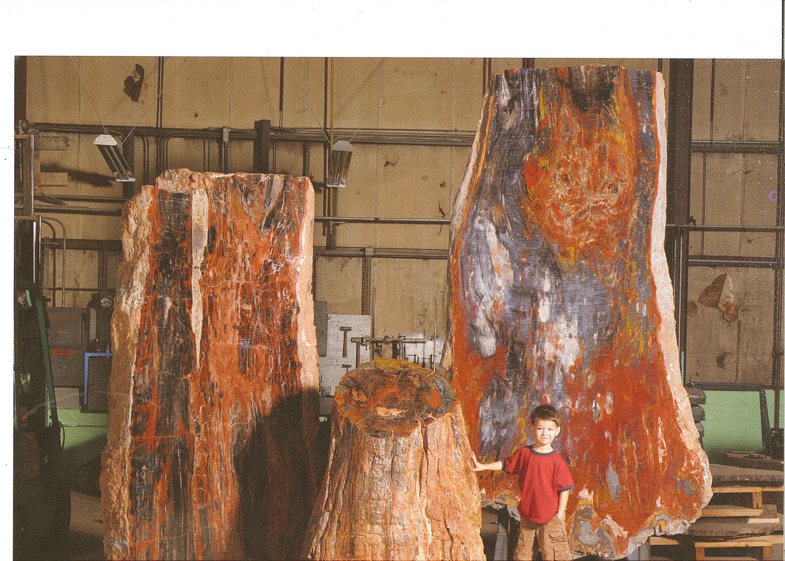 Arizona Geology: Arizona petrified wood
