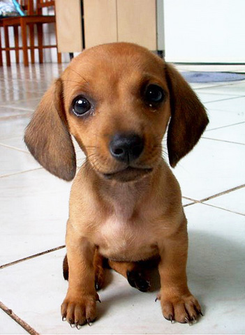 Tudo sobre cachorros