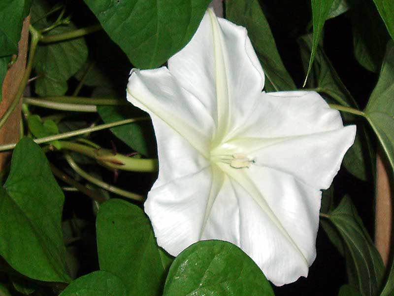 The Witch's Island: Moonflower, I Think I Love You!!!