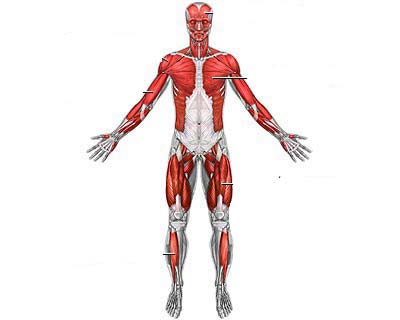 TIPOS DE MUSCULOS: TIPOS DE MUSCULOS