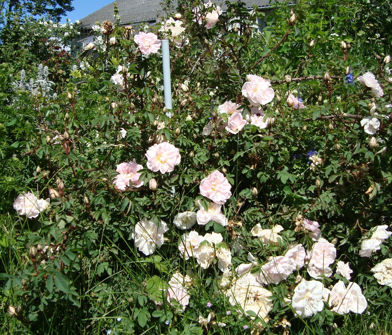 Lavendels Roser: Historiske roser