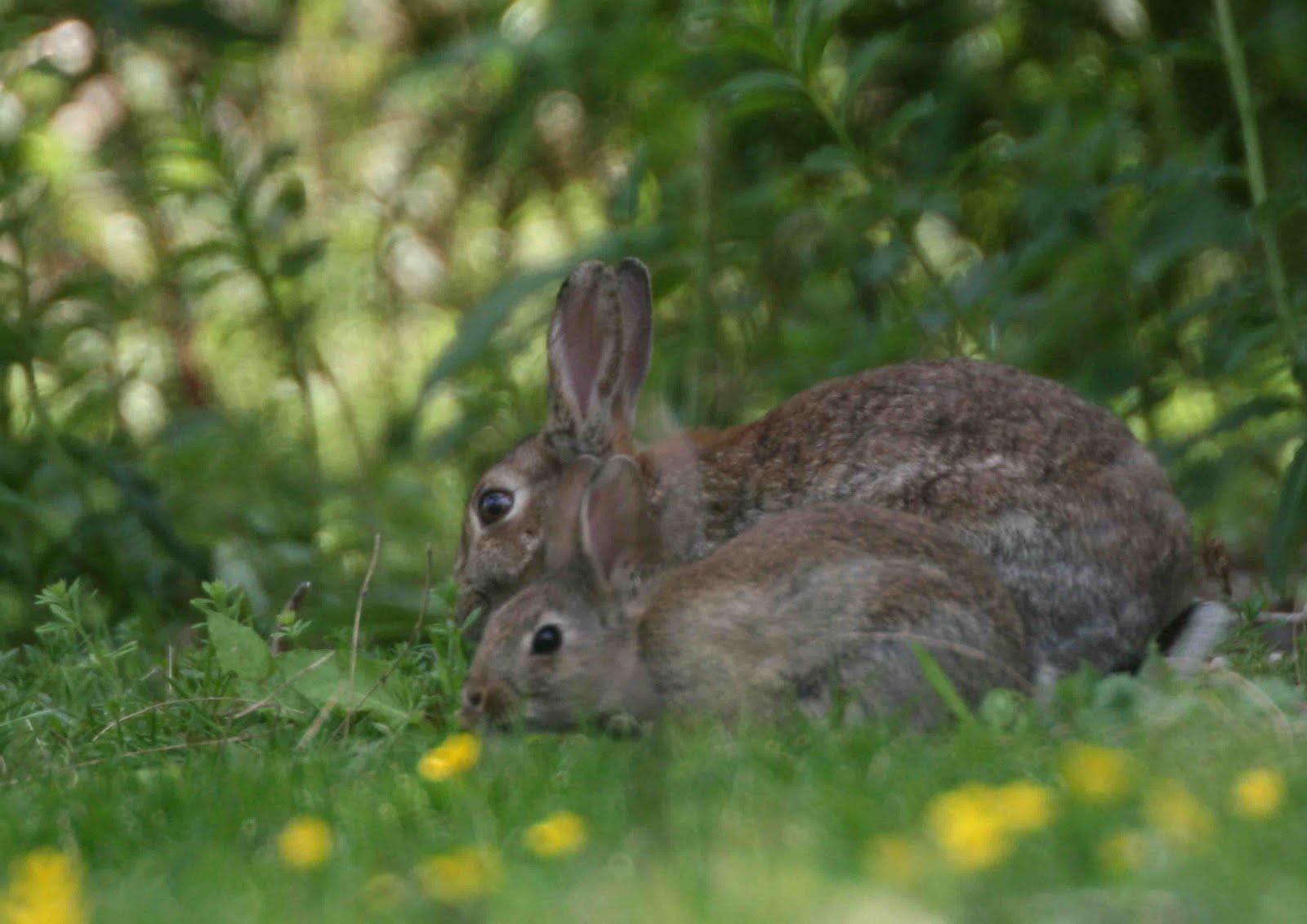 Wild Warwickshire: Rabbits
