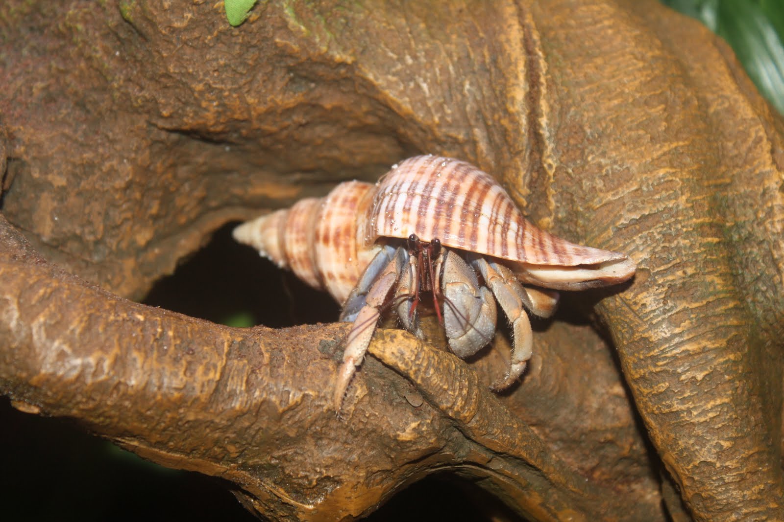 Kilimanjaro's Hermits: Shells