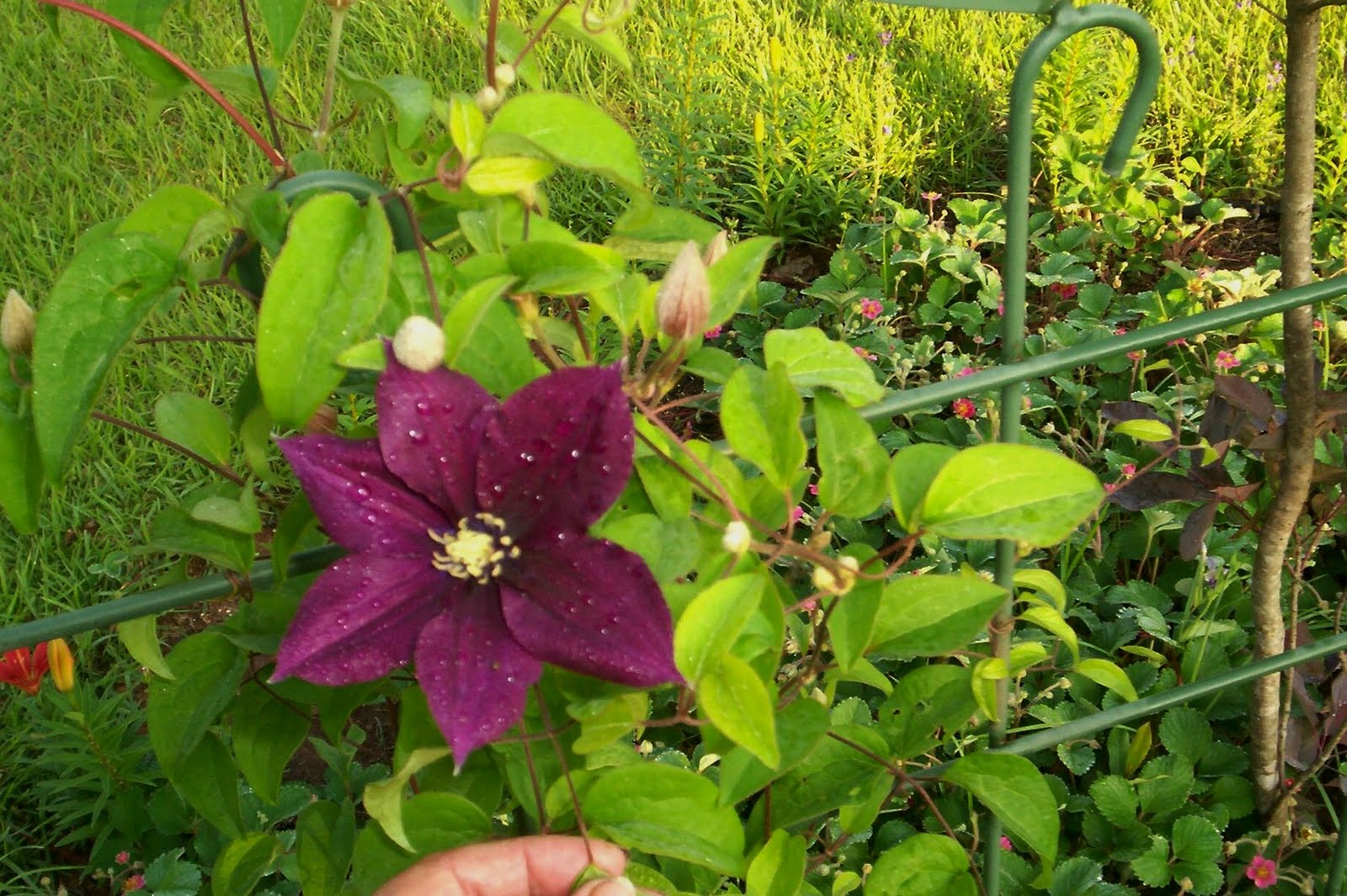 A Garden in Southwest Georgia: Rosemoor Clematis