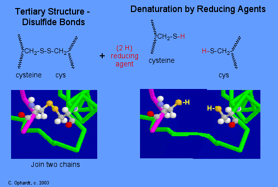 Science and technology: Proteins and denaturation of proteins