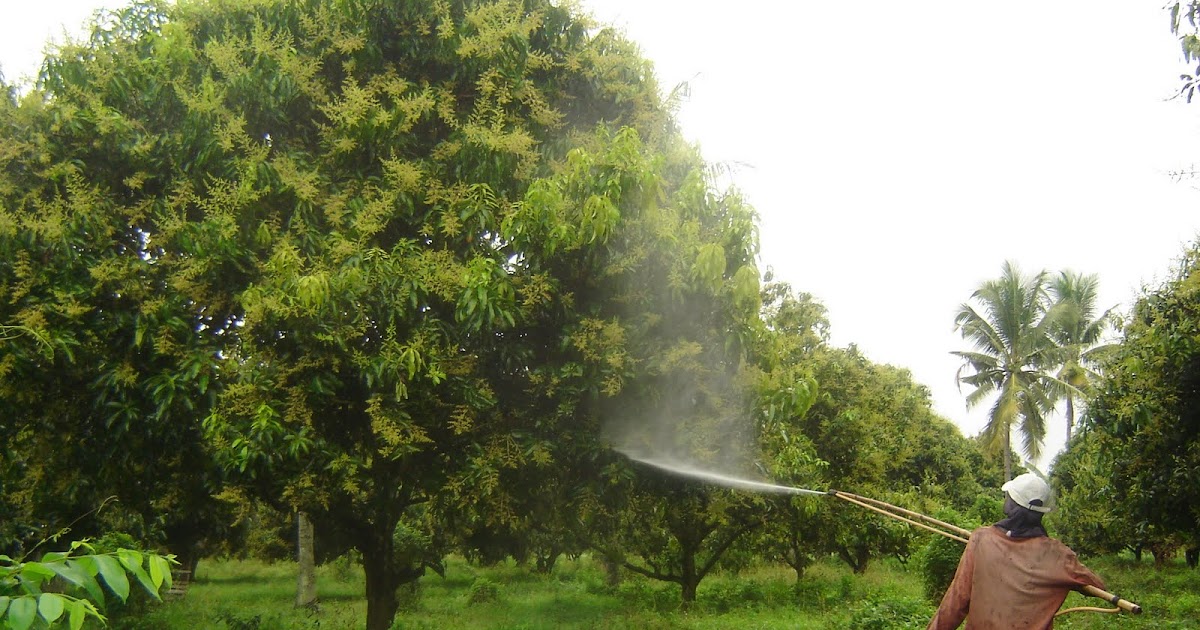 Mango Tree Fertilizer Ratio Wholesale Website | www.pinnaxis.com
