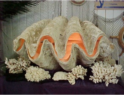 UNIQUE UNUSUAL OR INTERESTING: MAN KILLING GIANT CLAM