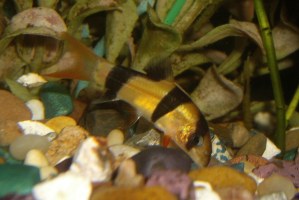 Breeding Clown Loach ~ Breeding Fish