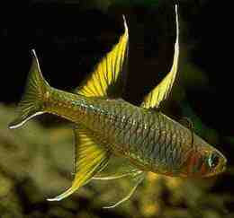 Rainbowfish, For Sale