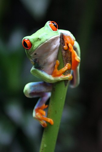 Red Eyed Tree Frog: Frog Funny Pictures ~ Animal Pictures Gallery