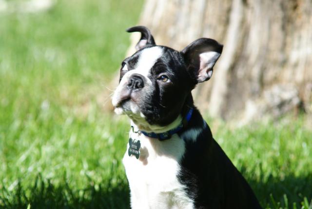 Boston Terrier Dog Breed Information and Pictures ~ Popular Dog Breeds