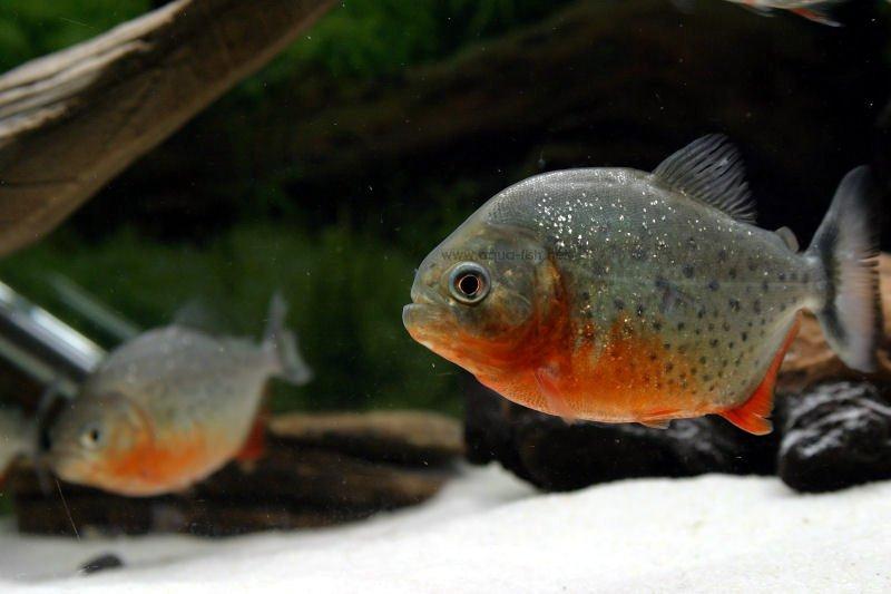 Piranha Pictures ~ Tropical Fish Gallery