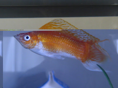 How to Care For Molly Fish ~ Tropical Fish Gallery
