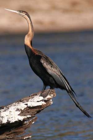 Bird Breeds, with pictures: Anhinga Rufa