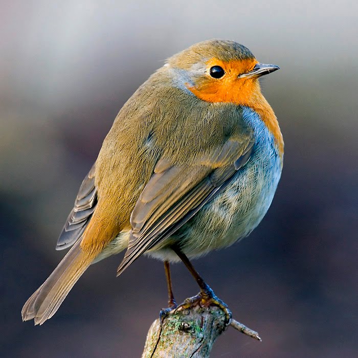 European Robin ~ Animal Pictures Gallery