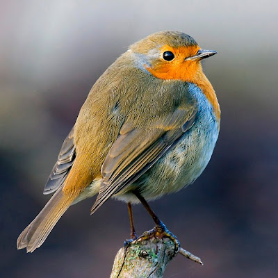 European Robin ~ Animal Pictures Gallery
