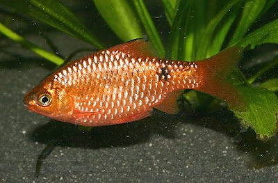Rosy Barb Fish Pictures ~ Tropical Fish Gallery