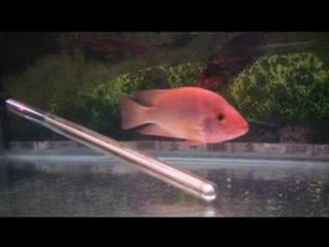 Red devil cichlid can grow up to 30 centimeters ~ Tropical Fish Gallery