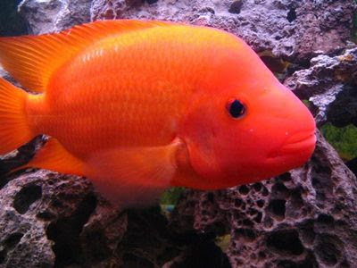 Red devil cichlid can grow up to 30 centimeters ~ Tropical Fish Gallery