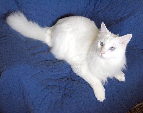 Top Cat Breeds: Turkish Angora with blue and amber eyes