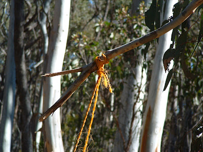 A Woodsrunner's Diary: Hunting and Trapping Tools. Part 4. Final.