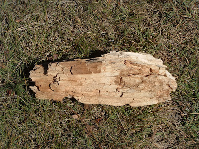 A Woodsrunner's Diary: Foraging.