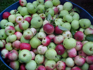 Rosy Creations: Homemade Apple Cider